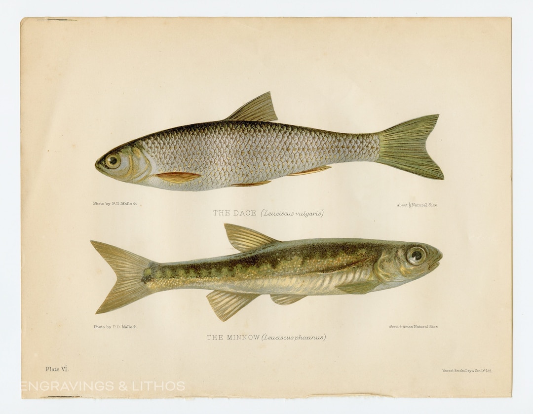 1894 Fishes - Dace and Minnow - Original Chromolithography From British ...