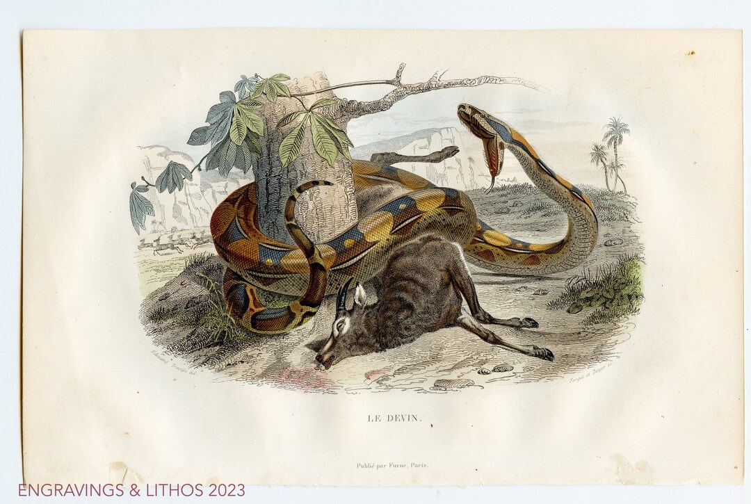 Boa Constrictor Hand-colored HARD TO FIND Plate From histoire Naturelle ...