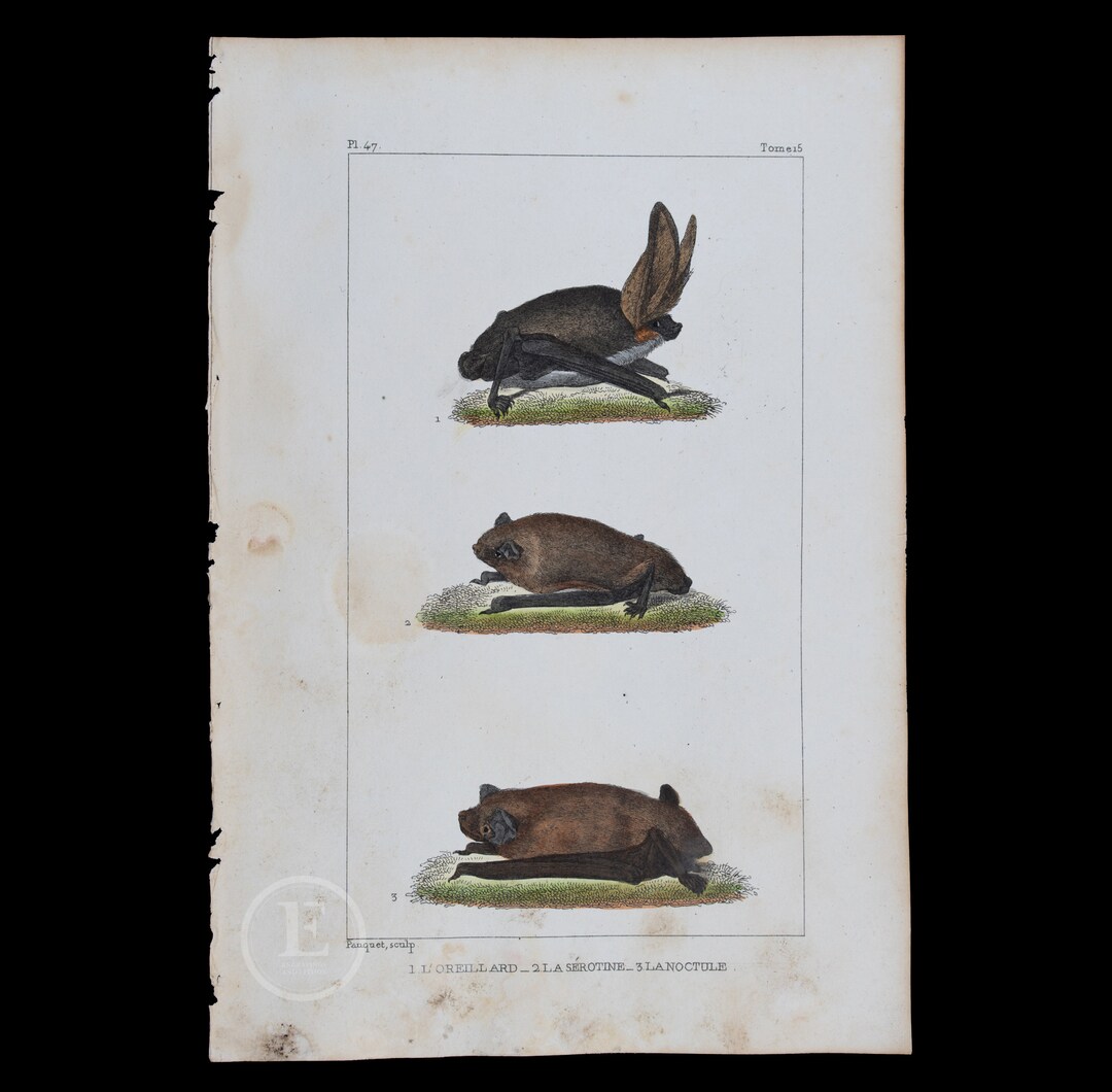 Vesper Bat, Serotine Bat and Common Noctule / Authentic Steel Engraving ...