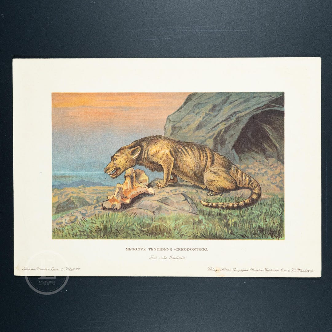 1902 CREODONTS, Carnivorous Mammals From Paleocene to Miocene - Vintage ...