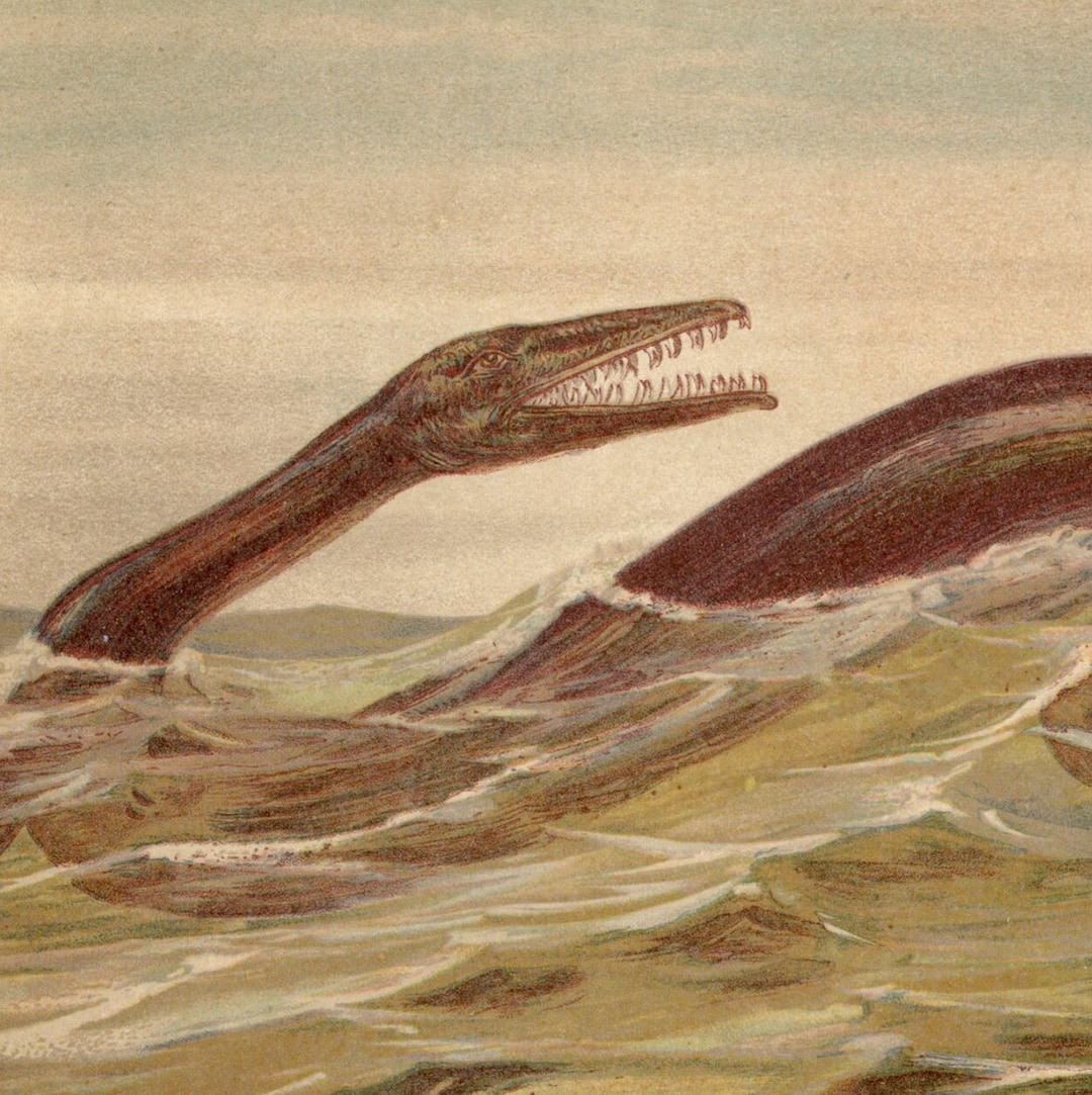1902 MOSASAURUS: Aquatic Reptiles -vintage Print From Tiere Der Urwelt ...