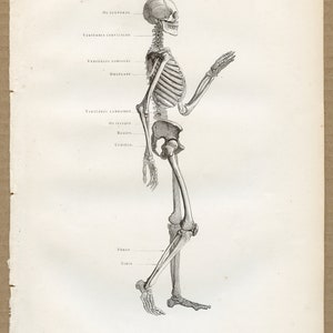 1855 Human Skeleton, in Profile - Original Lithography From "histoire ...