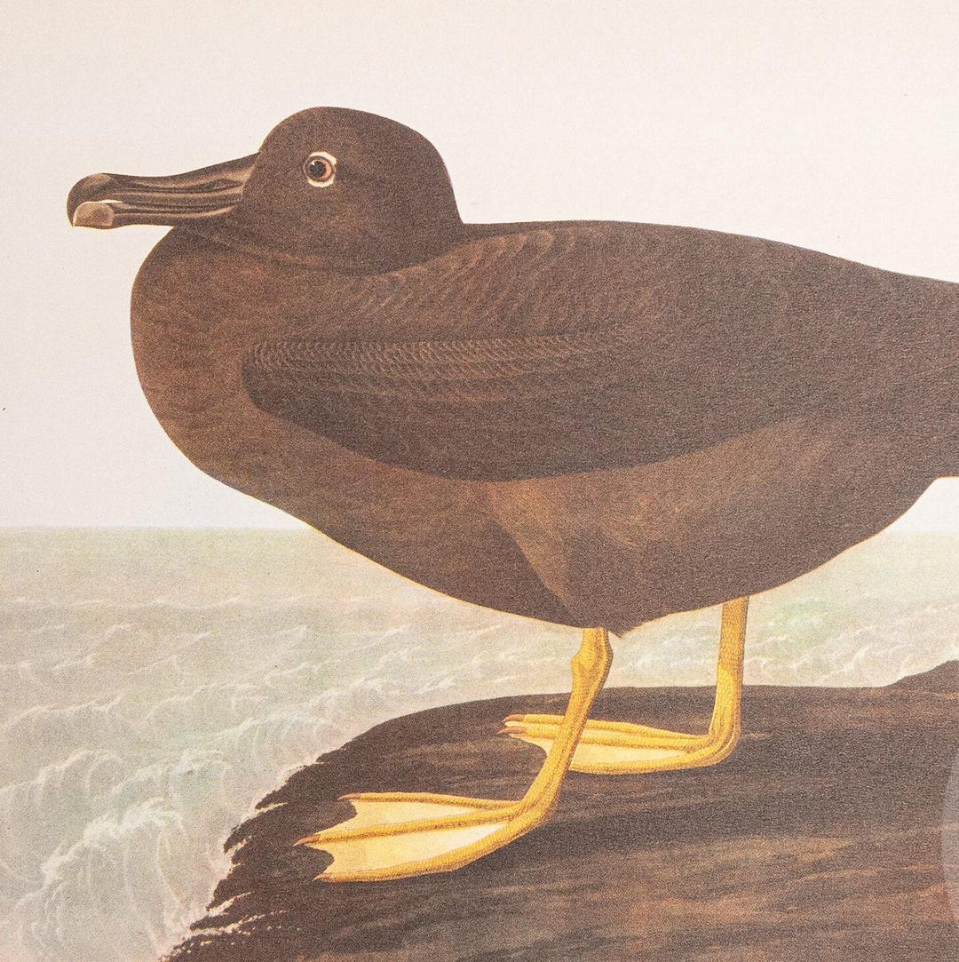 1937 American Sooty Albatross and American Scoter From "john James ...