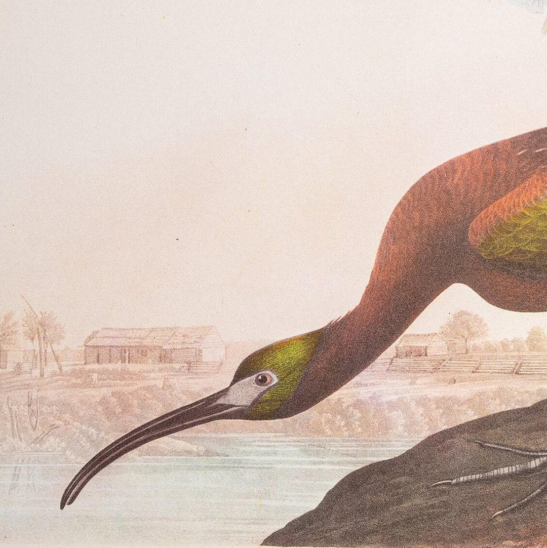 1937 - Glossy Ibis and Three Icterids – Vintage Audubon Bird Print - Etsy