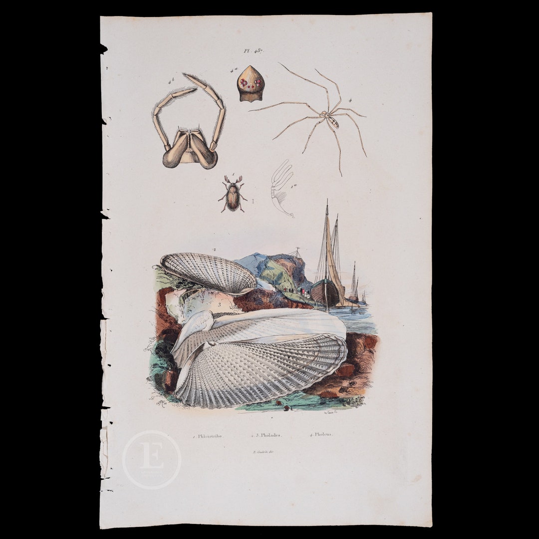 1847 Pholcus, Olive Bark Beetle and Piddocks - Very RARE Engraving ...