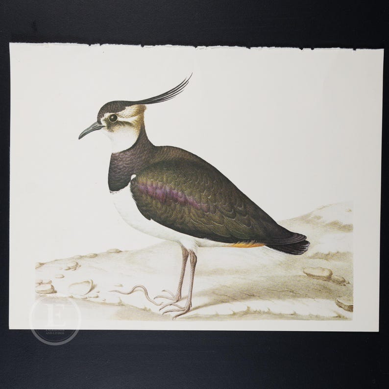 1970 Lapwing Print: Vintage Ornithology Illustration, Larousse Animals ...