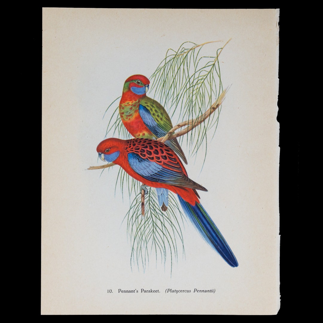 PENNANT PARAKEET (platycercus Pennantii) - Vintage Offset Lithography ...
