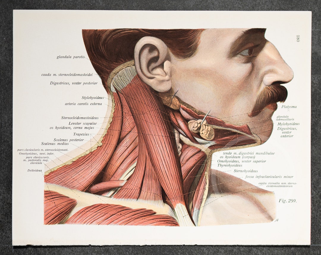 Neck and Chest Part of the Platysma Muscle / Neck Glands - Etsy