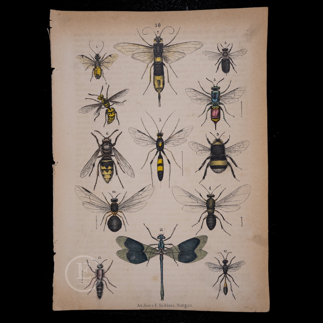 Wasps, Horntail, Hornet, Honey Bee, Bumblebee, Ant, Demoiselle Original ...