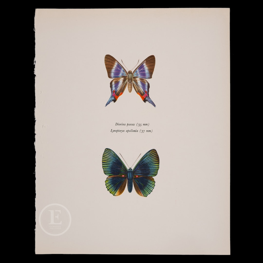 Diorina Butterfly (35 Mm) Apollo Metalmark (37 Mm)- Color Offset ...
