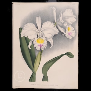 1892 CATTLEYA GASKELLIANA - Antique Authentic Lithograph by Jean Linden ...