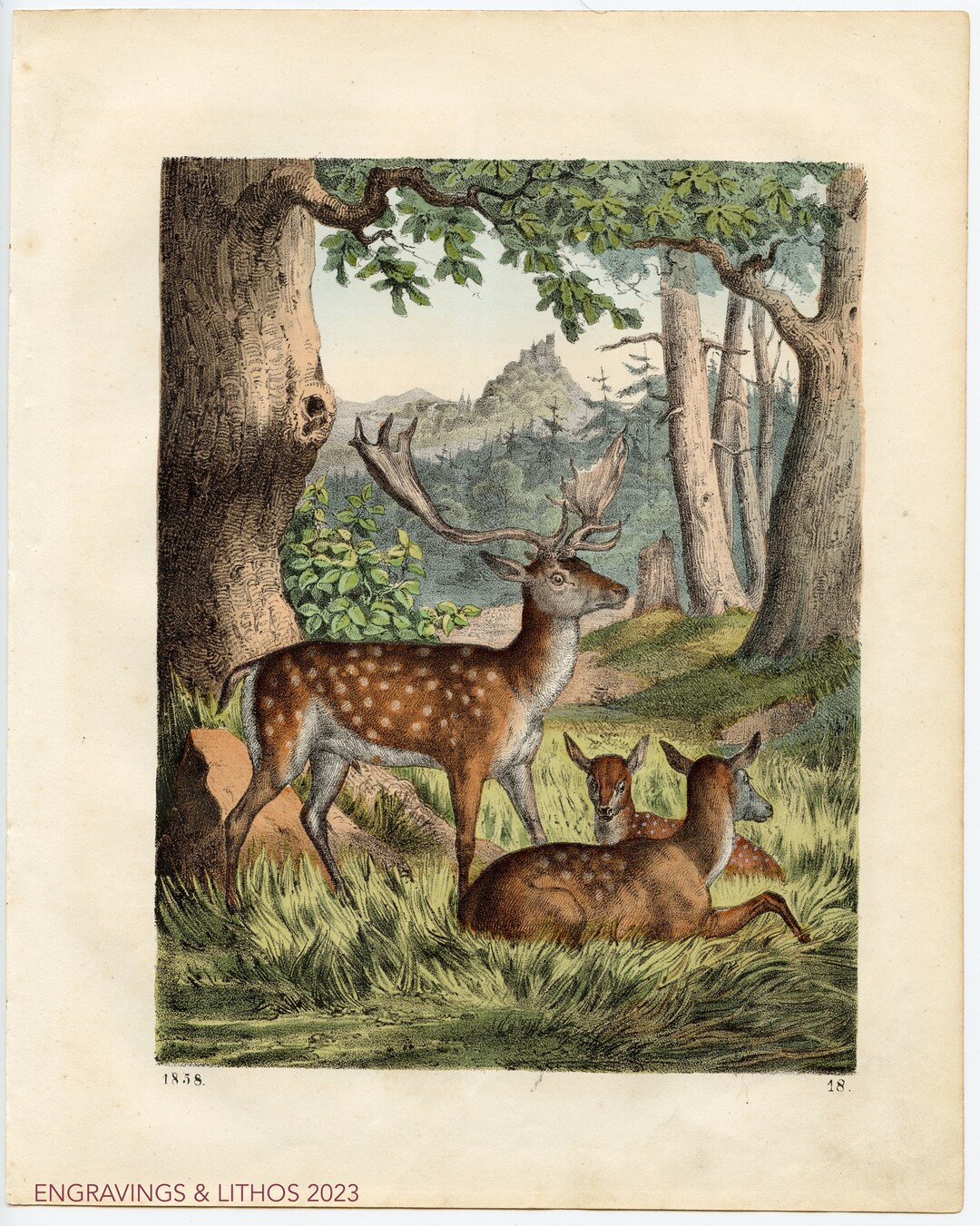 1858 European Fallow Deer - Rare Plate - Hand Colored Original, Old ...
