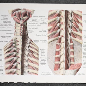 Middle and Deep Neck Muscles: Front and Back / Human Anatomy ...