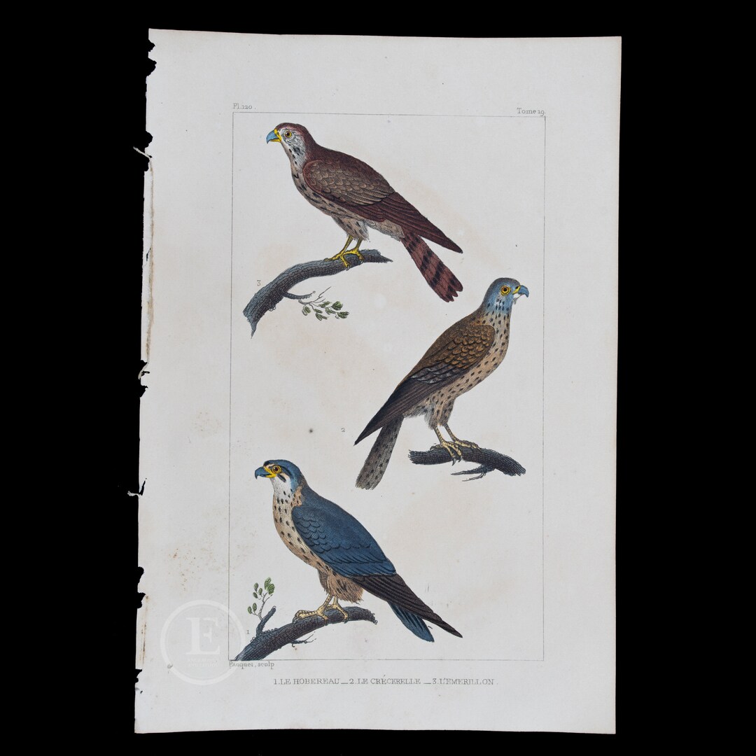 1829 - Merlin, American Kestrel and Eurasian Baumfalk / Authentic Steel ...