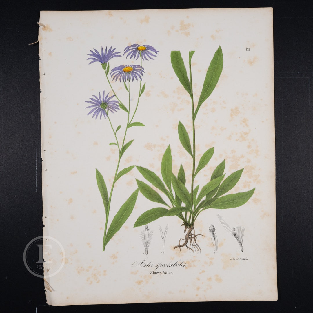 Showy Aster Botanical - ORIGINAL PRINT Out of the Book "a Flora of the ...