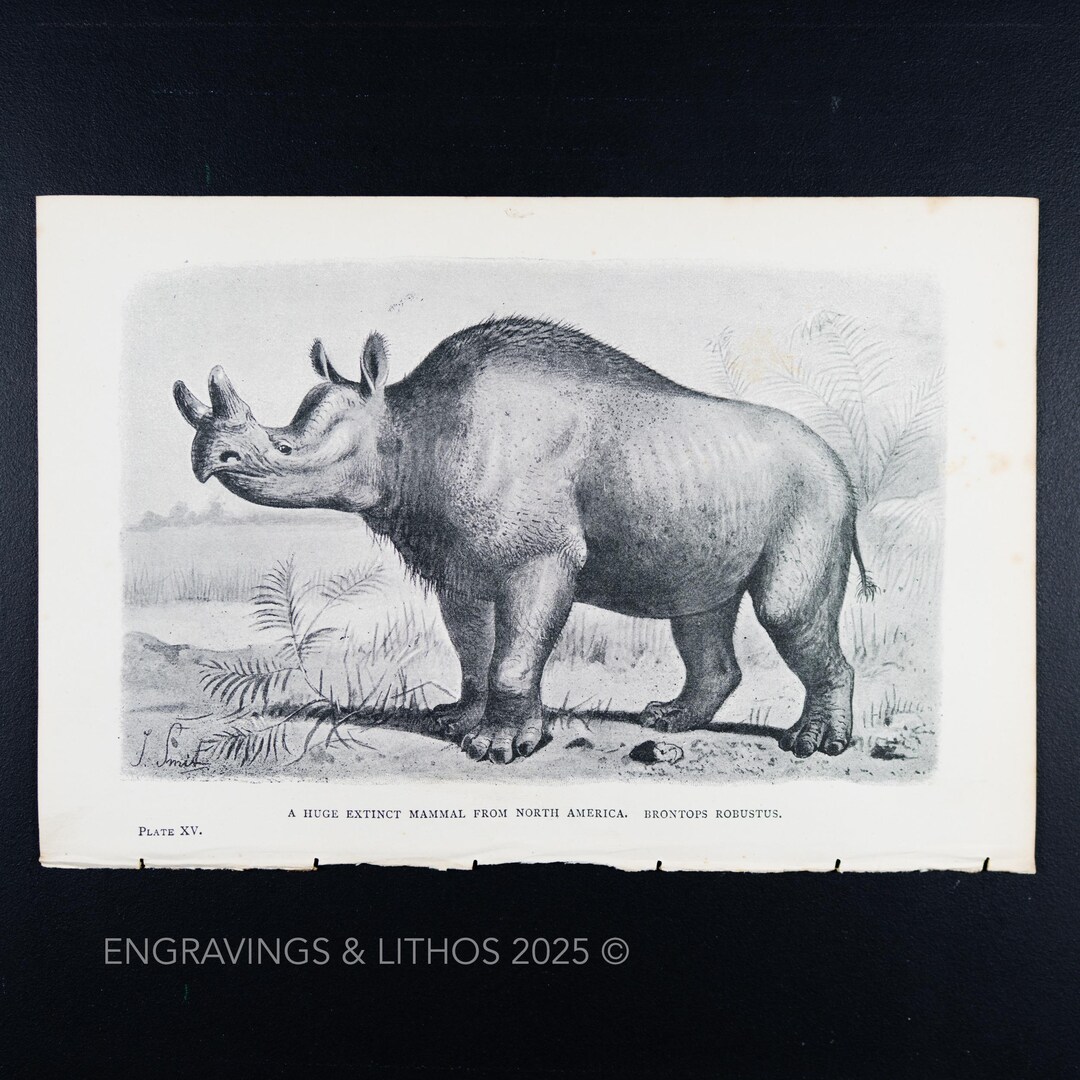 1897 HUGE EXTINCT MAMMAL (brontops Robustus) – Original Extinct ...