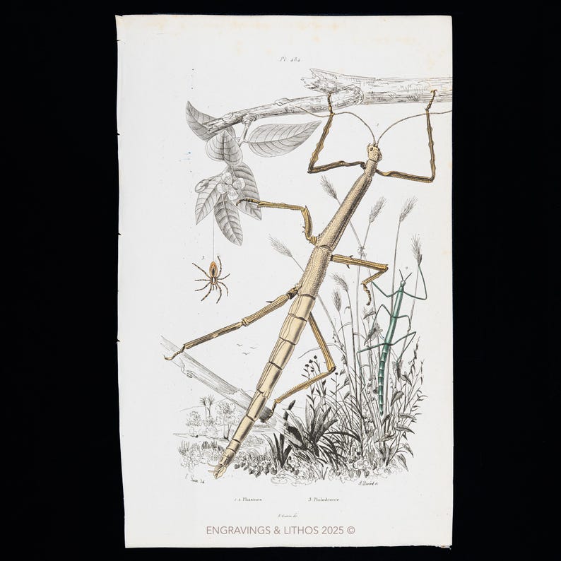 1847 STICK INSECT and SPIDER – Original Entomology Engraving From ...