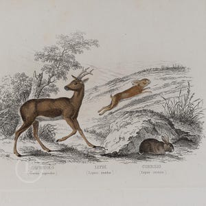 1879 Roe DEER, HARE and RABBIT - Hand-colored Steel Engraving From ...