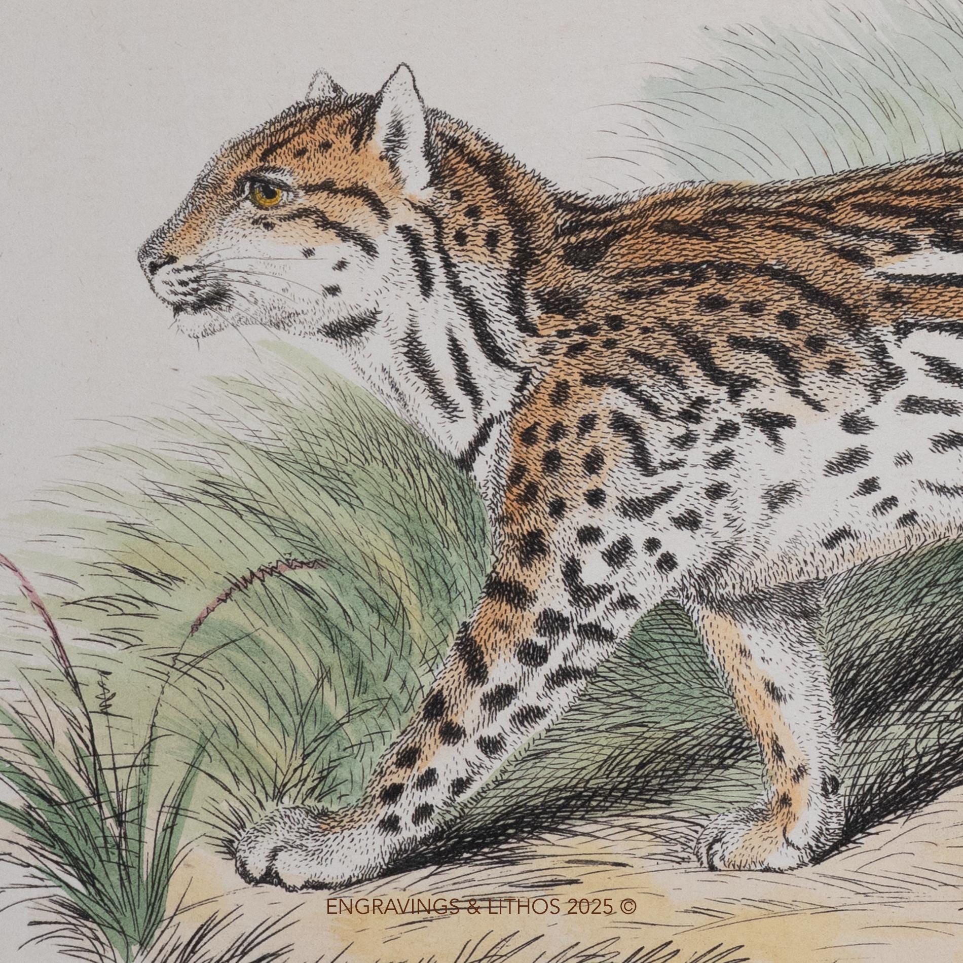 1827 Ocelot Wildlife Illustration Hand Colored Engraving From A