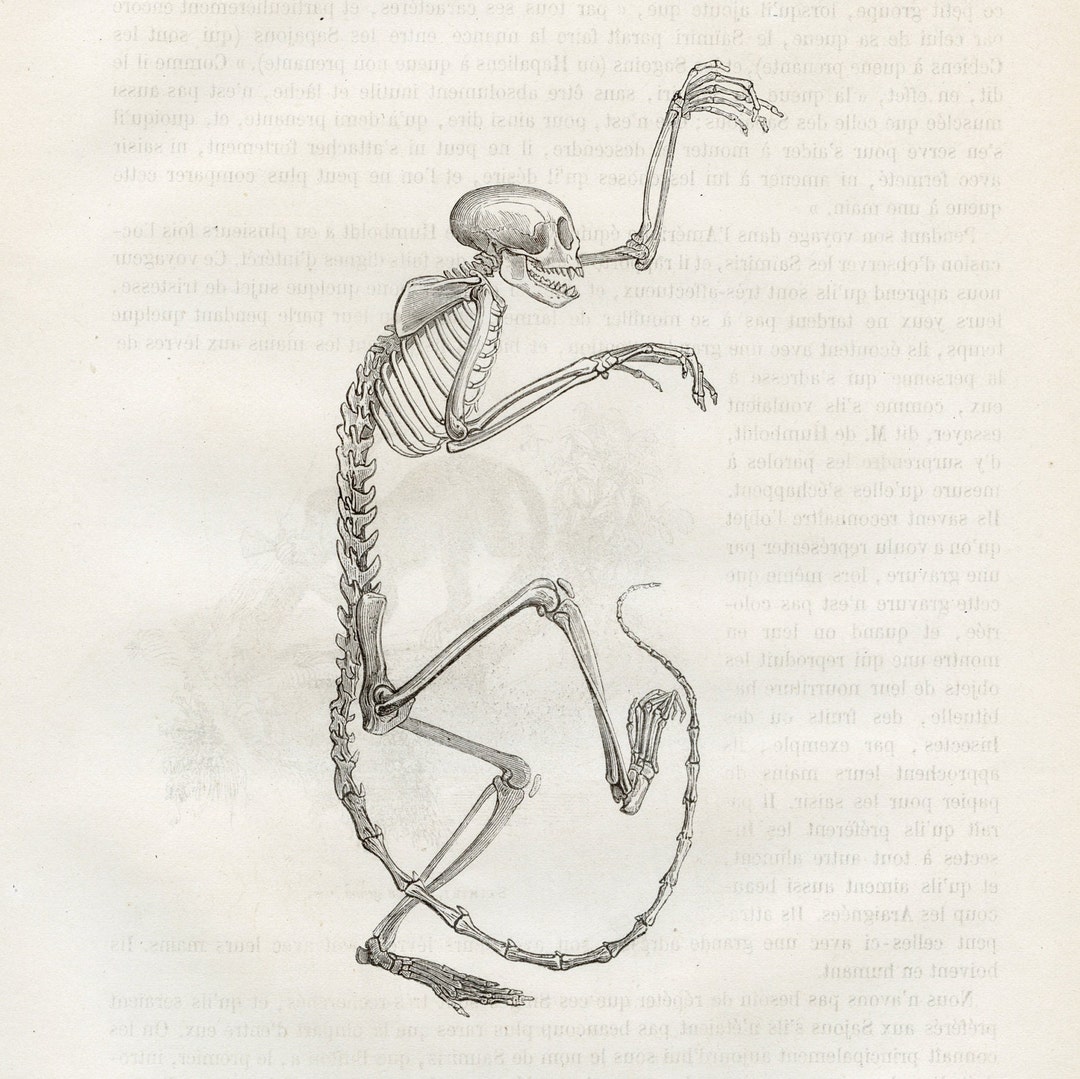 1855 Squirrel Monkey Skeleton -original Litho From "histoire Naturelle ...