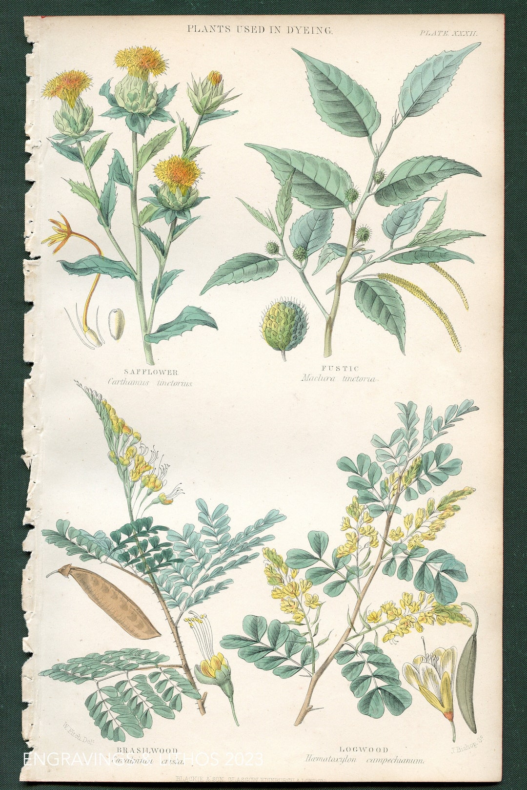 1862 Original Botanical Print Showing Plants Used in Dyeing: Safflower ...
