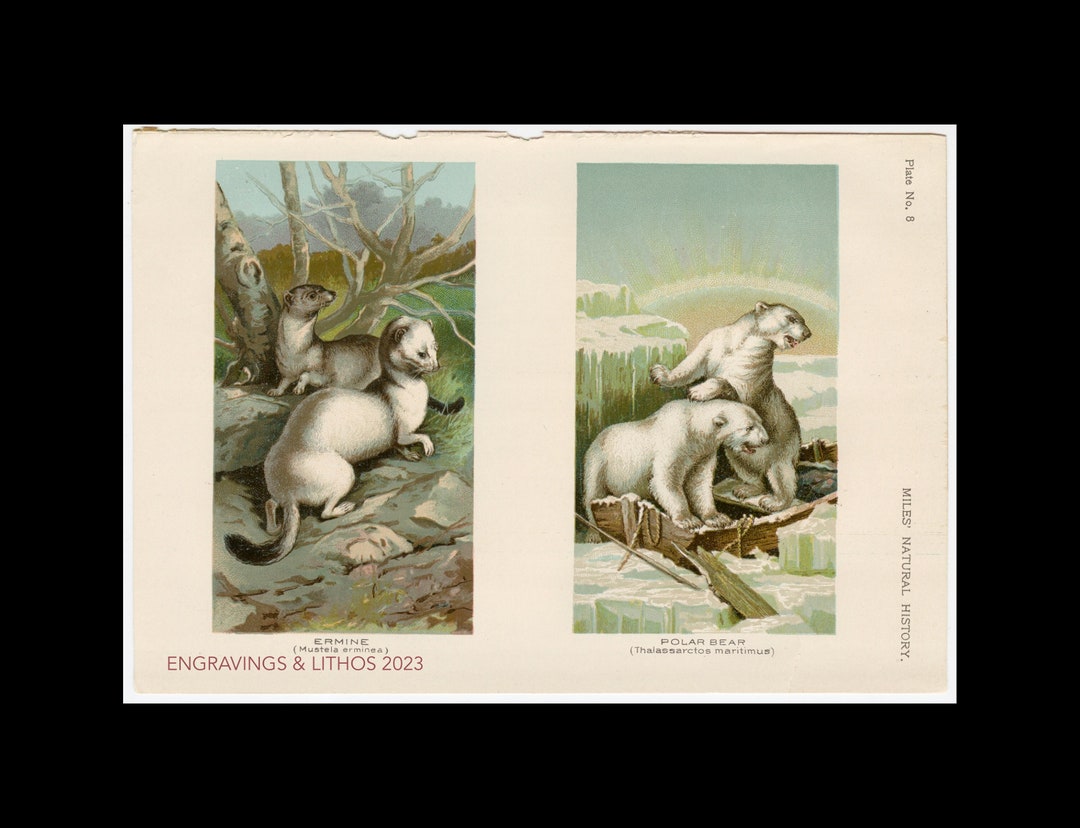 ERMINE and POLAR BEAR / Original Plate Lithography From a 1895 Book. - Etsy