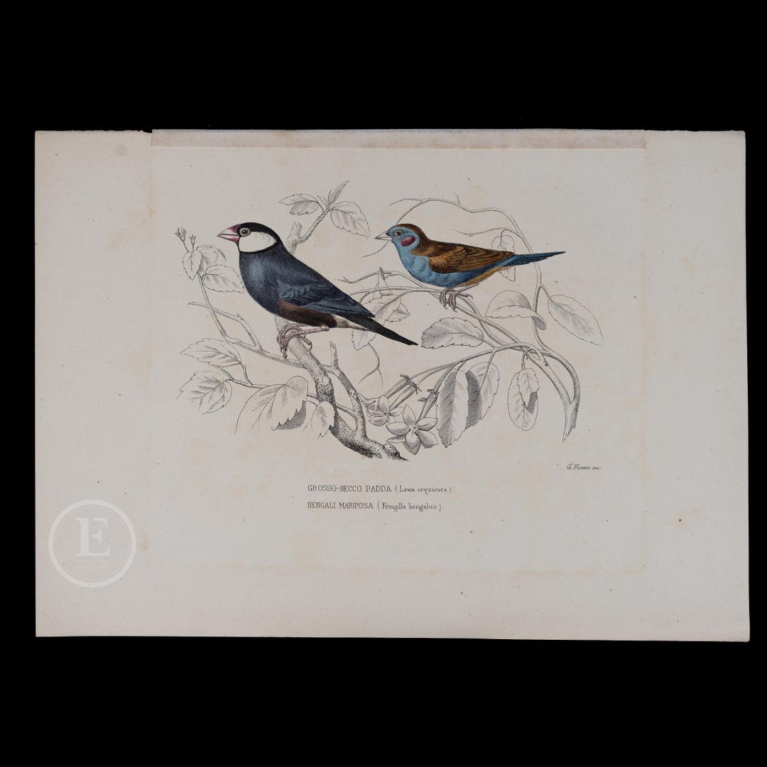 1876 JAVA SPARROW and Red-cheeked CORDONBLEU Hand-colored Steel ...