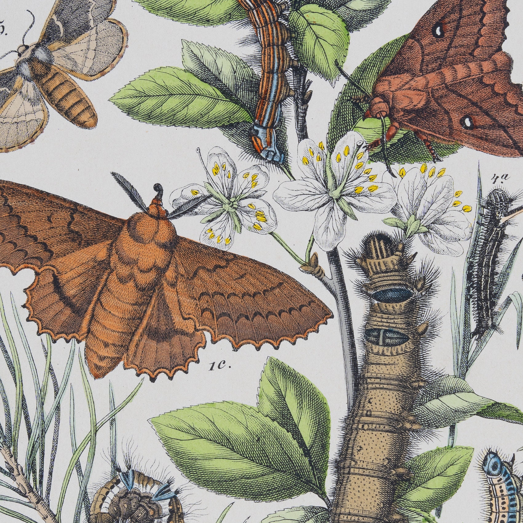 Lappet Moths - Very Rare Plate From 1882 of European Butterflies and ...