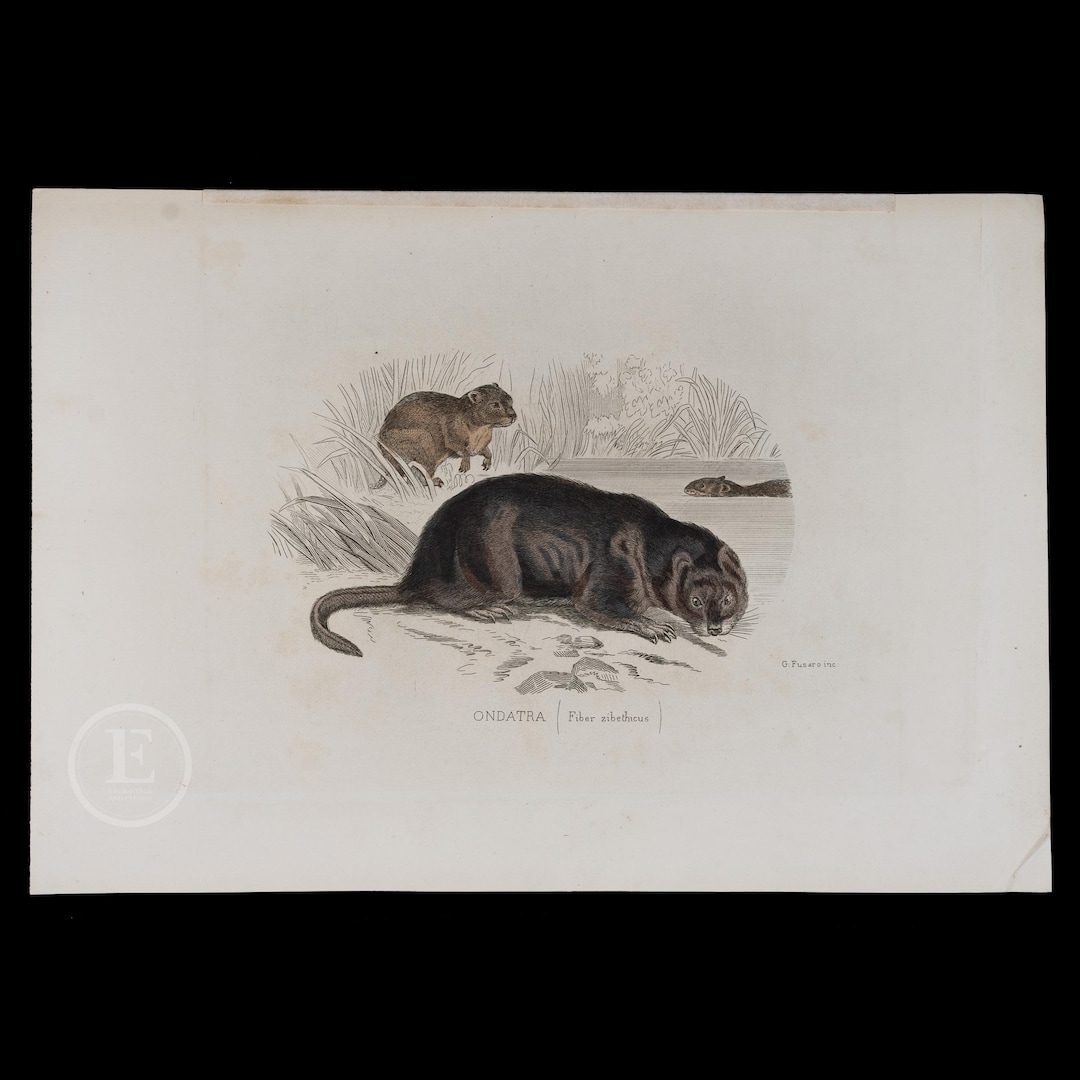 1879 MUSKRAT - Hand-colored Steel Engraving From “opere Complete Di ...