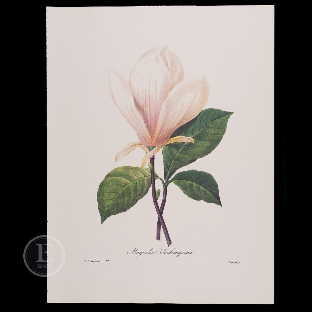 SAUCER MAGNOLIA Vintage Offset Print the Most Beautiful Flowers and ...
