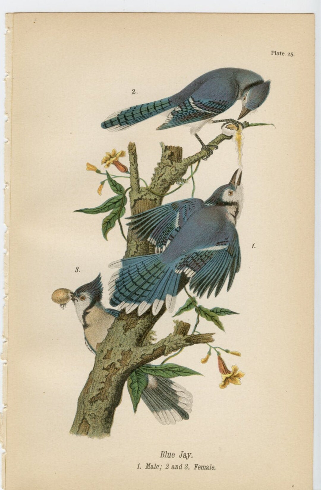 Blue Jay- Original Color Lithography From Report on the Birds of ...