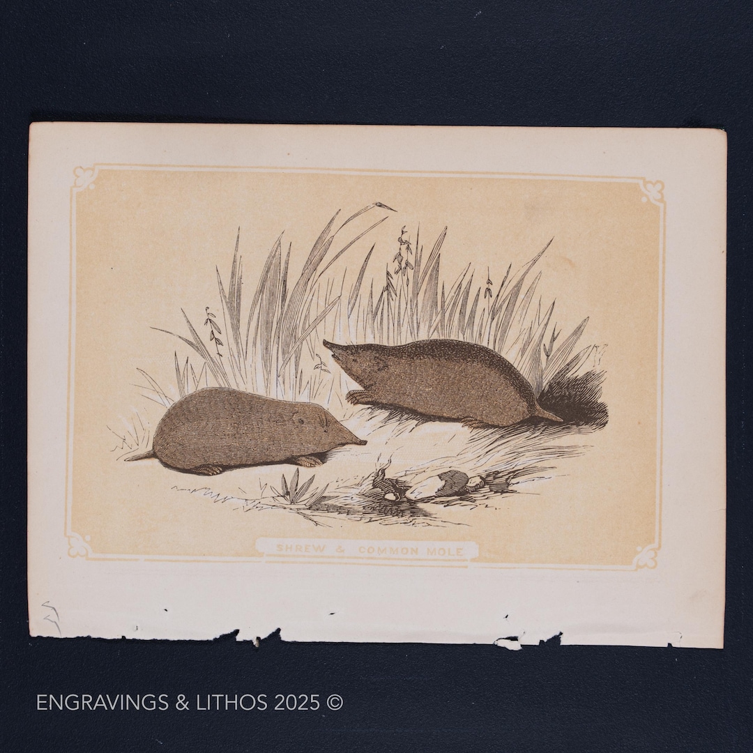 1851 SHREW and COMMON MOLE – Antique Lithograph – Original the Natural ...