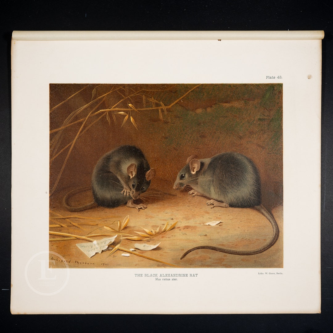 ALEXANDRINE RAT / Authentic Chromolithograph Print "the Mammals of ...