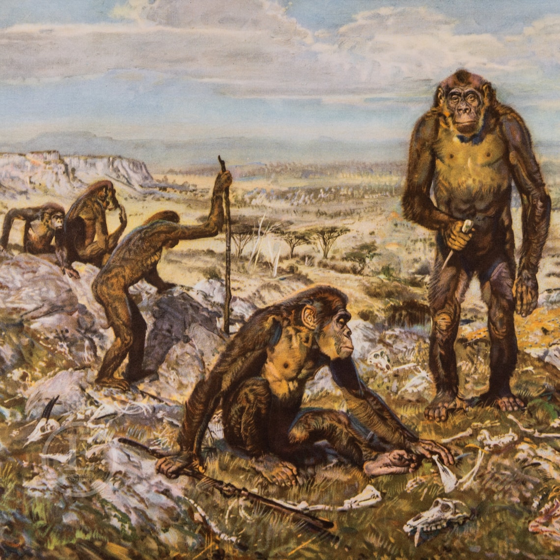 AUSTRALOPITHECINE - Original Vintage Lithograph Print of Prehistoric ...