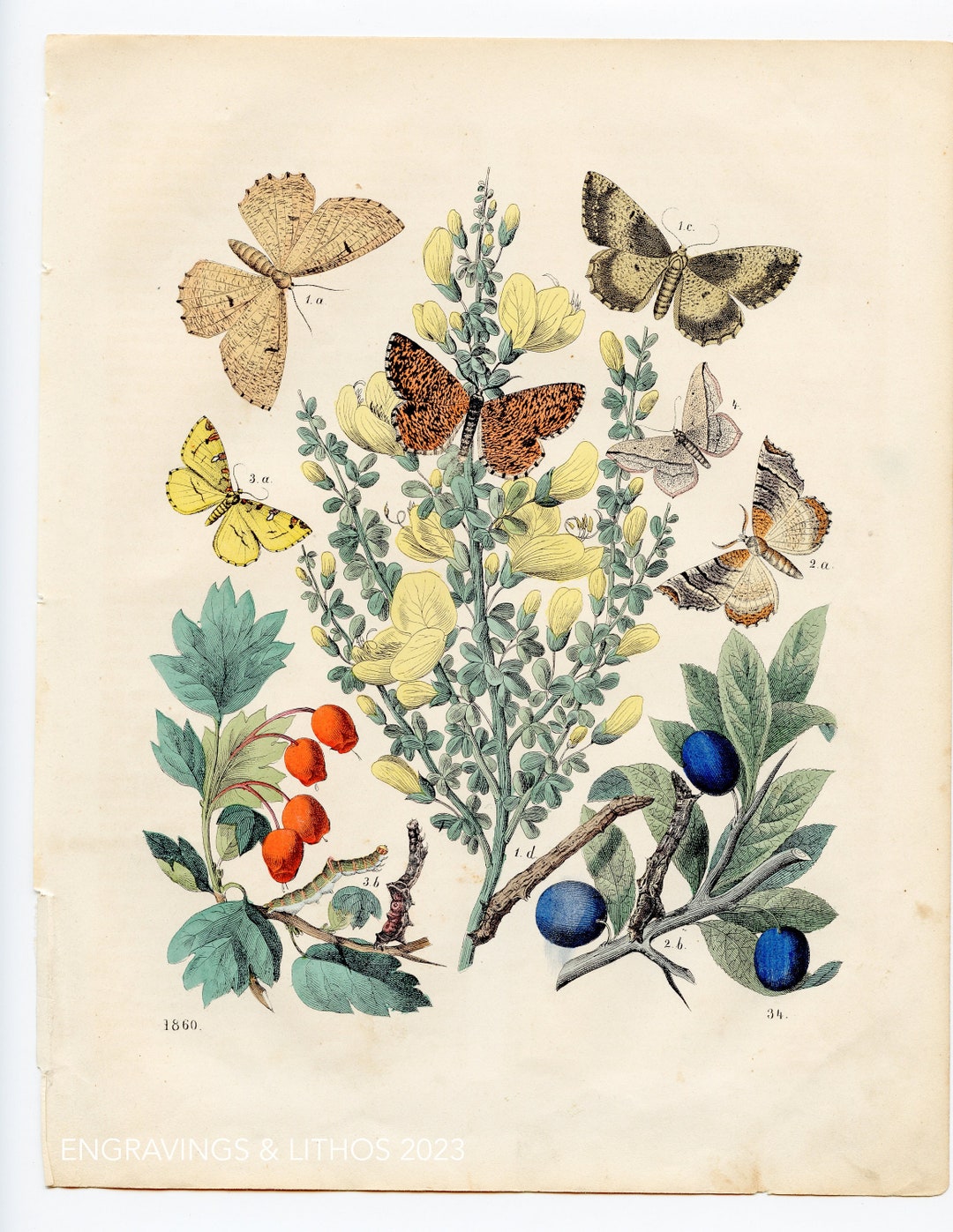 1860 Butterflies and Flowers - VERY RARE - Original Lithography Out of ...