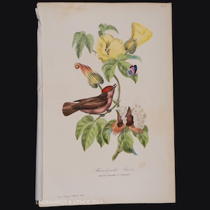A Red Phoebe on a Cotton Tree - Hard to Find "histoire Naturelle Des ...