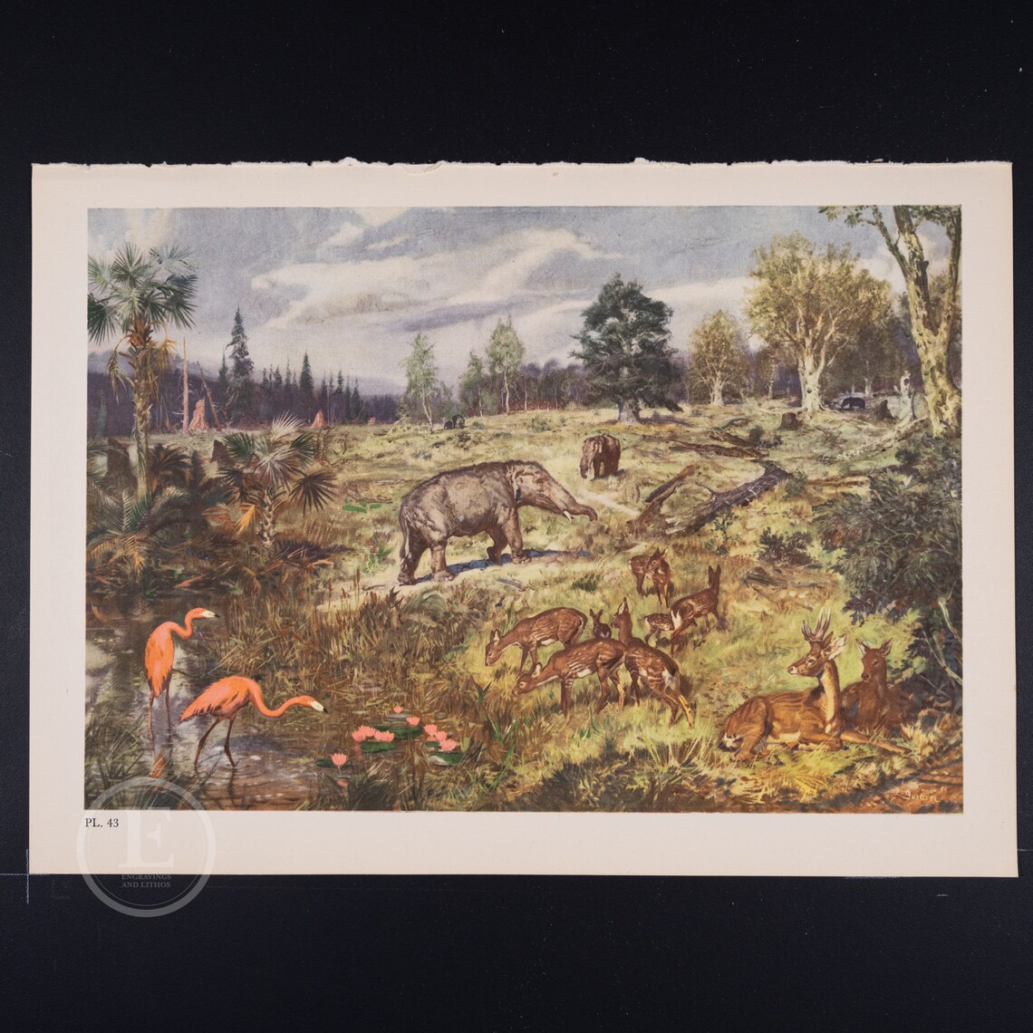 The Miocene Scene - Original Vintage Lithograph Print of Extinct ...
