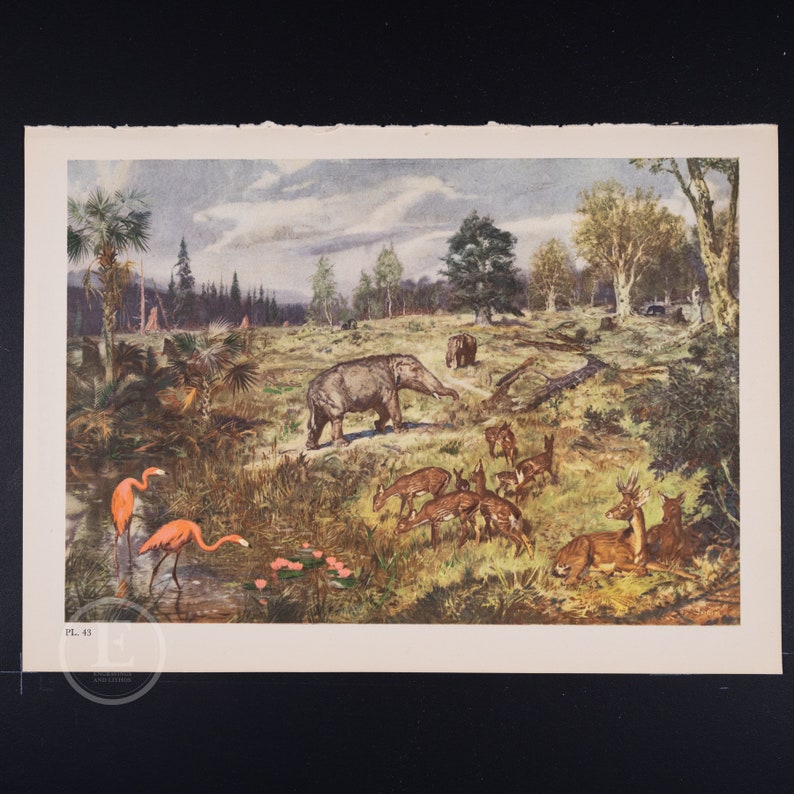 The Miocene Scene - Original Vintage Lithograph Print of Extinct ...