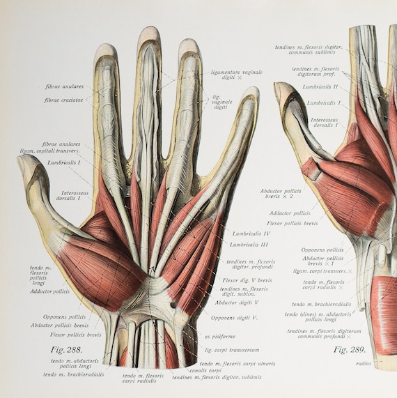 Human Hand Anatomy Labeled