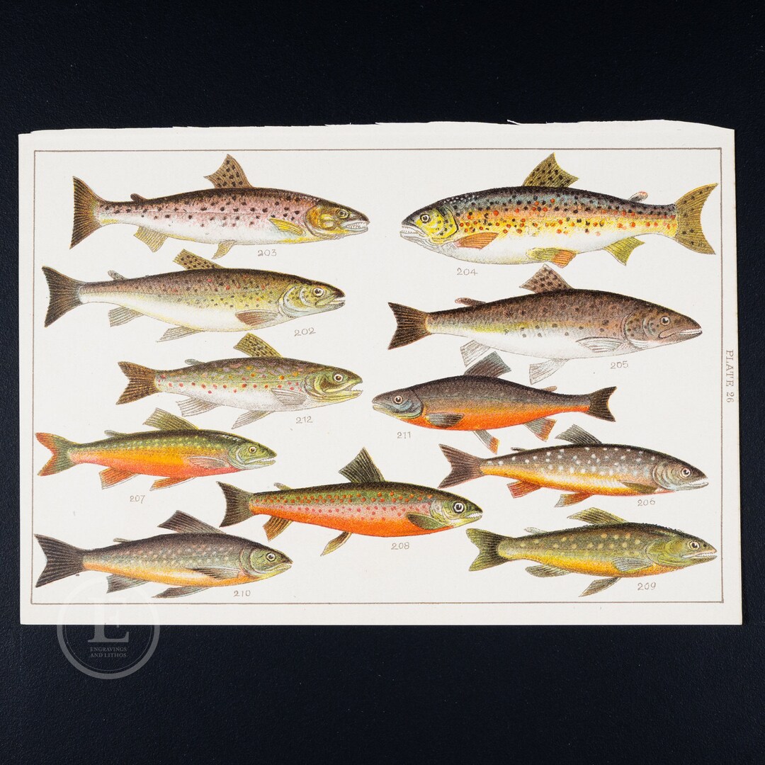 Salmonidae: Lake, Gillaroo and Grey Trouts, Cole's, Gray's and Alpine ...