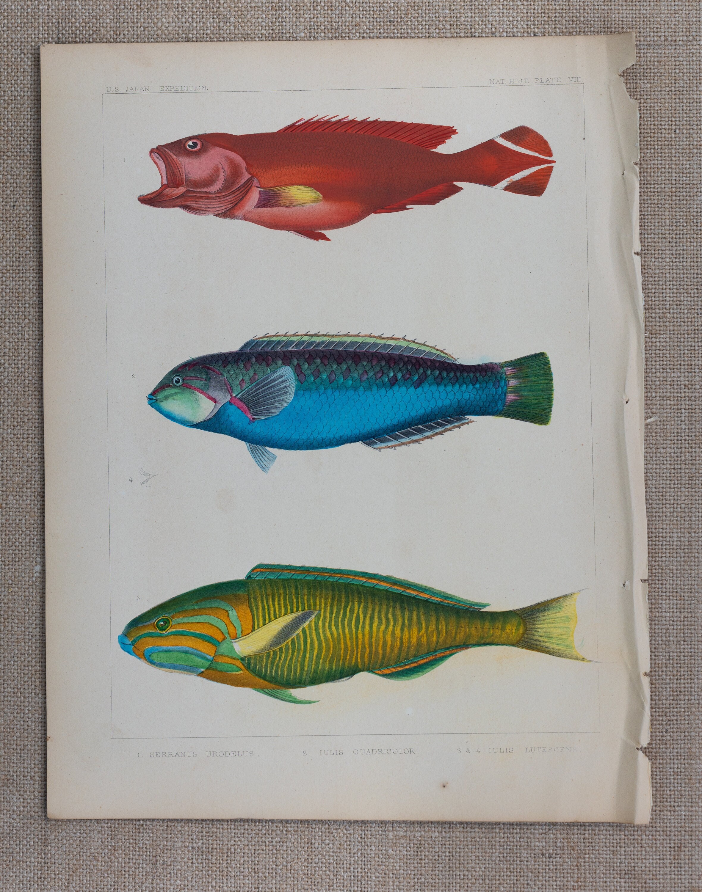 Japanese fish Blacktip Grouper Original lithography out of American ...