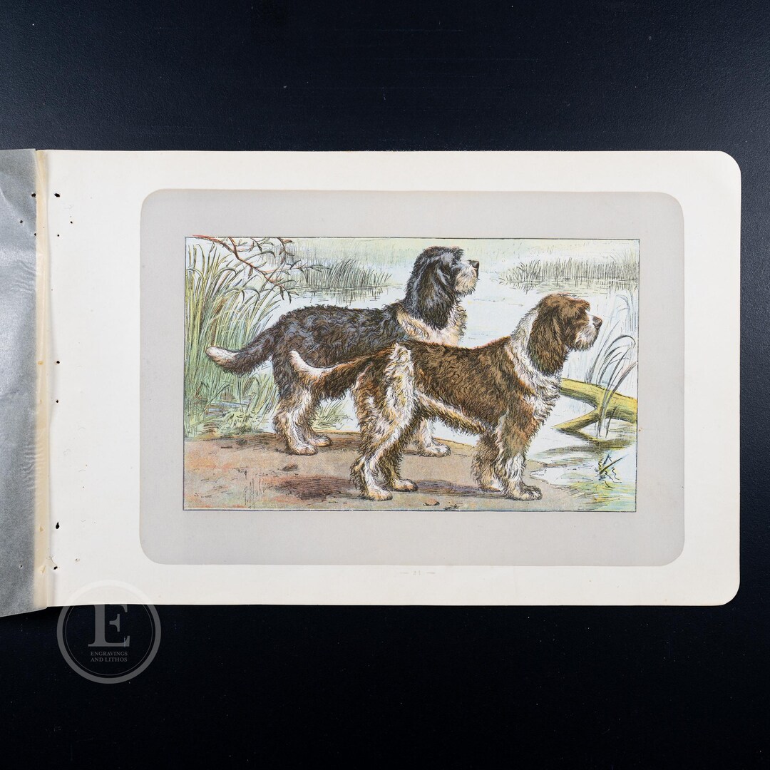 1907 BARBET WATER DOG — 117-year-old Lithography Print From Antique ...