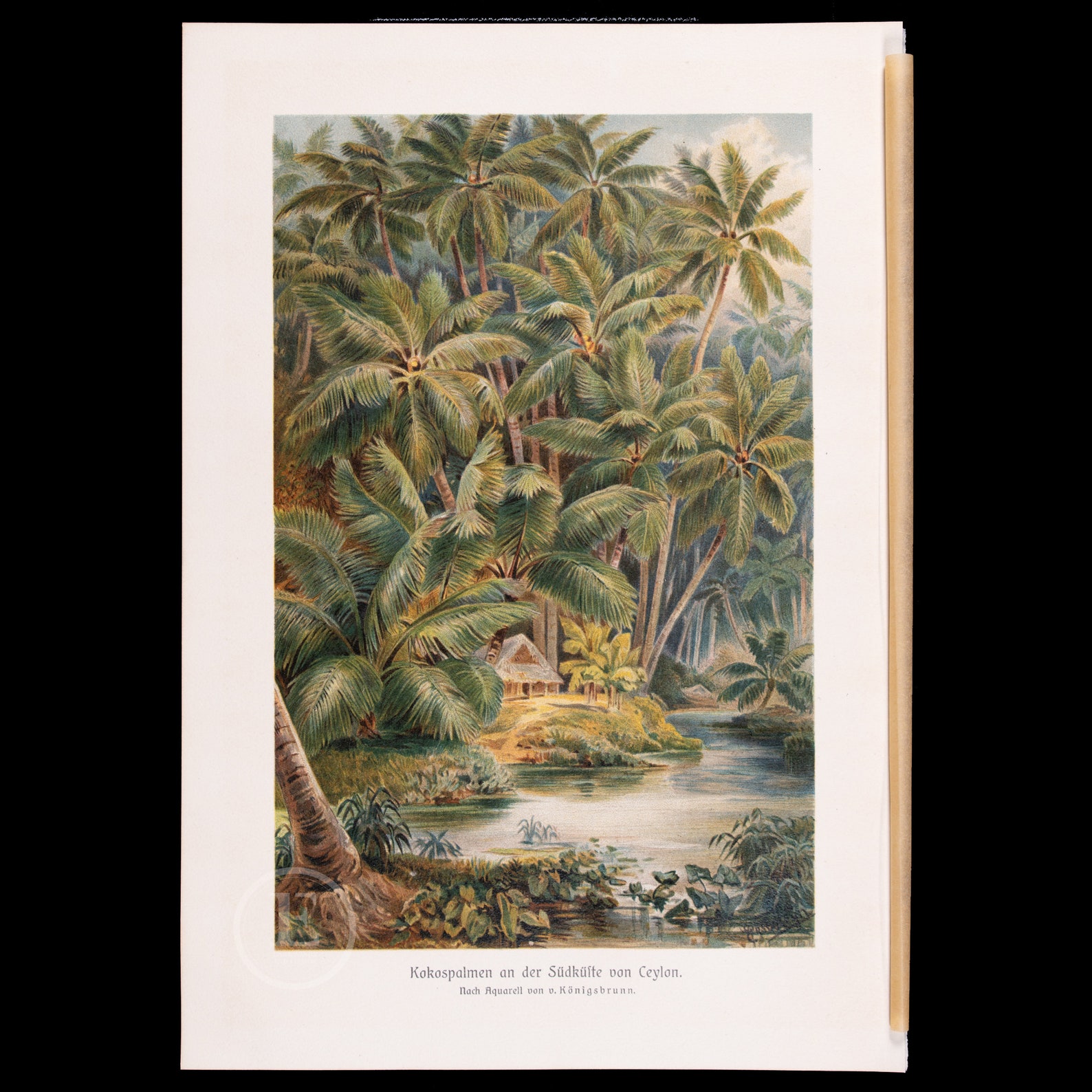 1916 COCONUT PALMS on the South Coast of Ceylon - Original ...