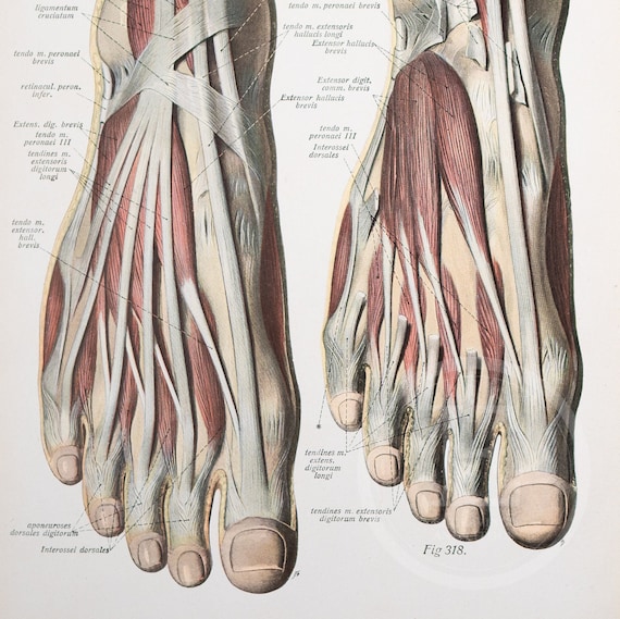 Anatomy Of The Foot Muscles And Tendons Several Things About Anatomy