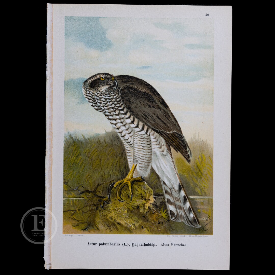 1901 NORTHERN GOSHAWK: Male - Original Chromolithograph Antique ...