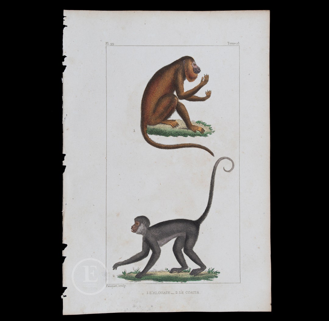 1829 MONKEYS: Howler and Red-faced Spider / Authentic Steel Engraving ...