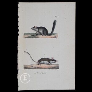 1833 / DORMOUSE: EDIBLE and GARDEN - Authentic Steel Engraving From ...