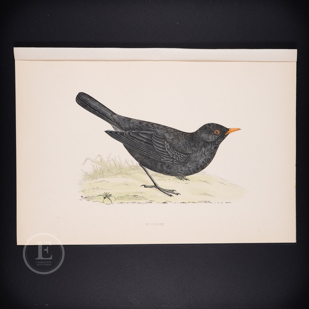 Blackbird - British Birds - Original Steel Engraving HAND COLORED! 1862 ...