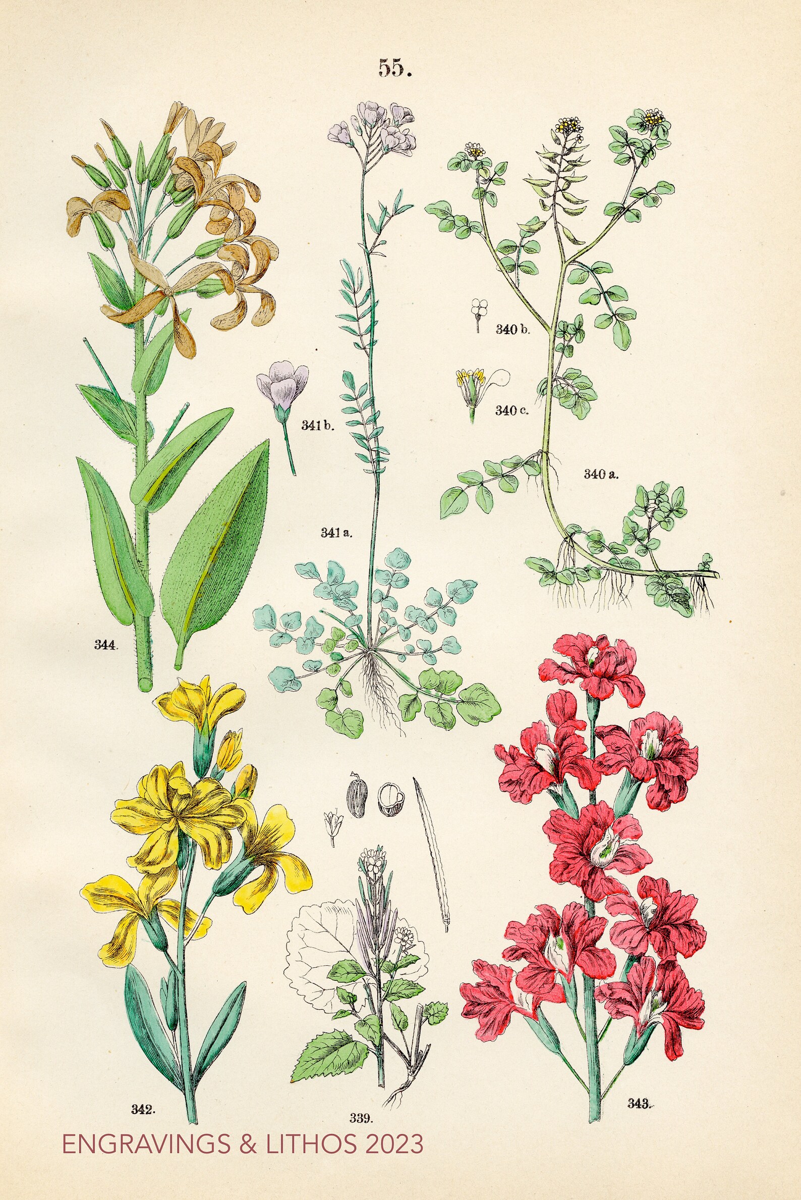 Garlic Mustard, Water Cress, Meadow Cress, Wall Flower, Brampton Stock ...