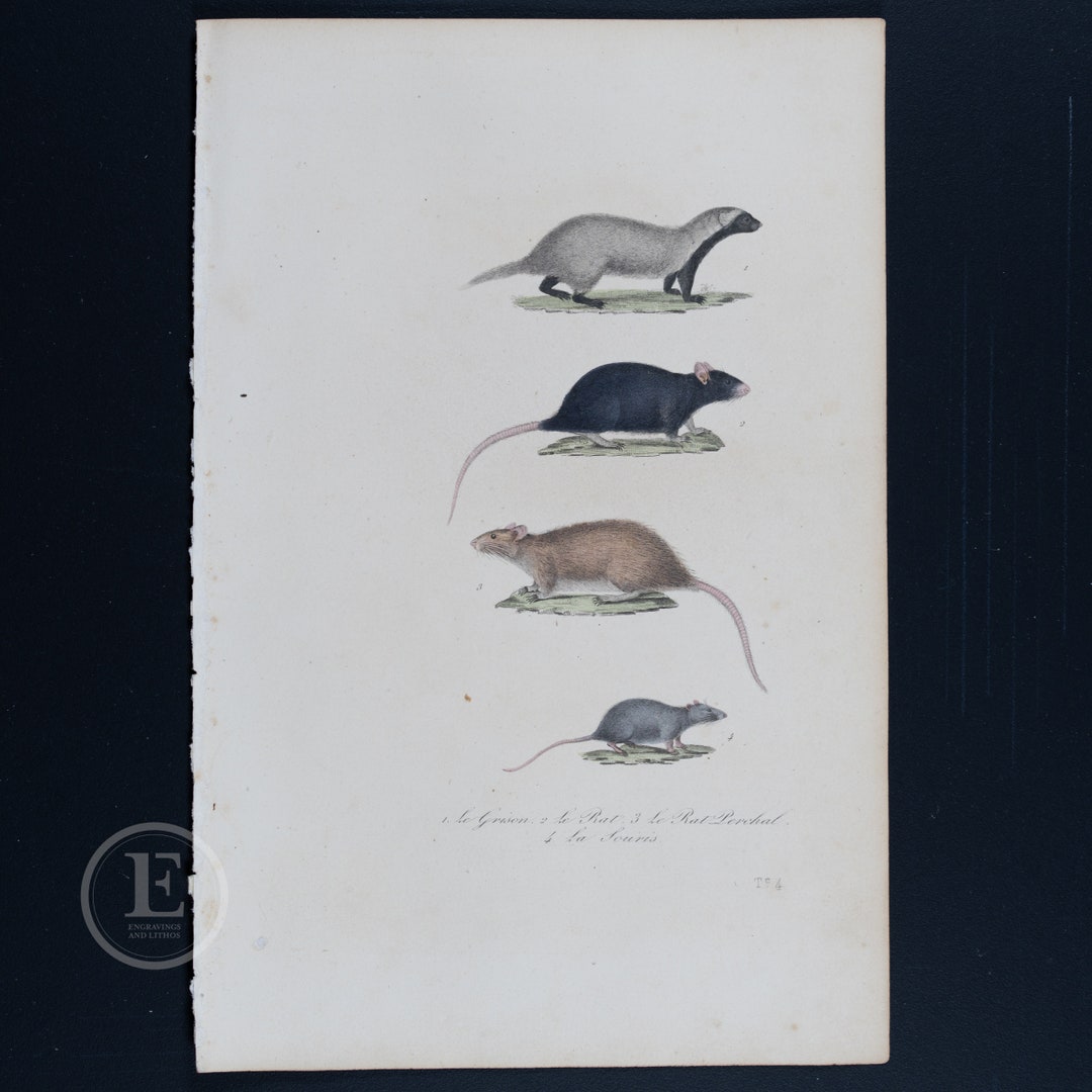 1847 Grison, Rat, Blackl Rat and Mouse / Authentic Steel Engraving From ...